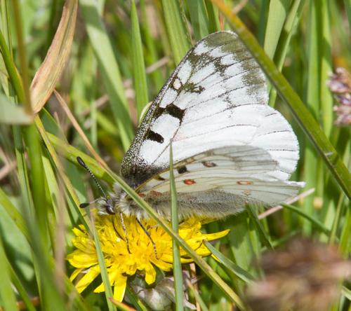 Rocky Mountain Parnassian (Dinosaur National Monument Butterfly Guide 🦋 ...