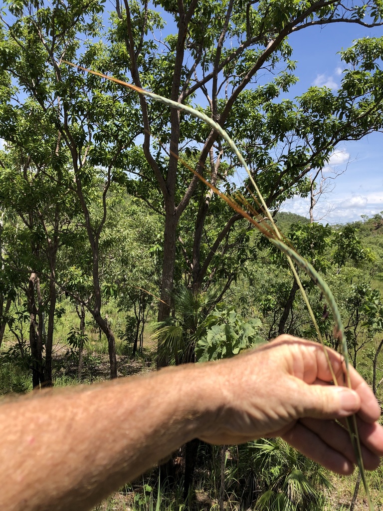 Giant Speargrass from Stapleton, NT, AU on January 16, 2021 at 01:31 PM ...
