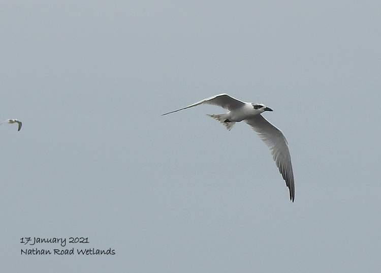 Gull-billed Tern from Nathan Rd, Rothwell QLD 4022, Australia on ...