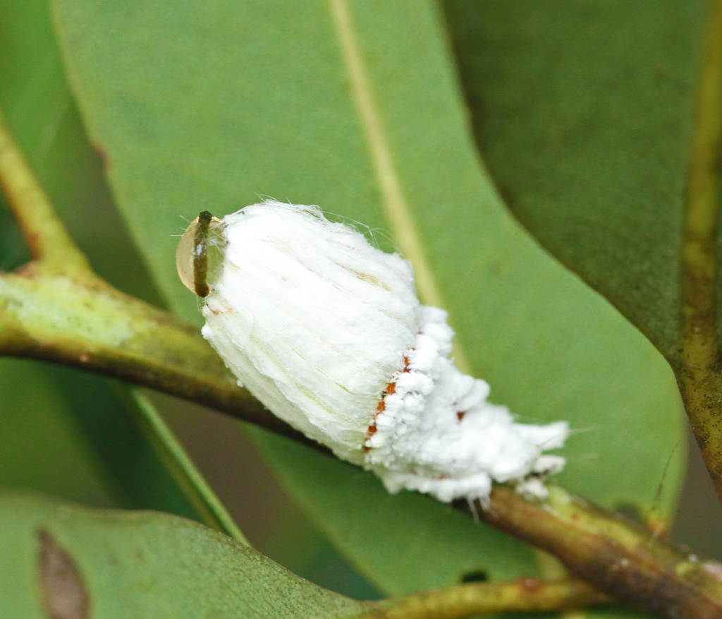 Cushion Scale Insects from 60 Maskell Ct, Draper QLD 4520, Australia on ...