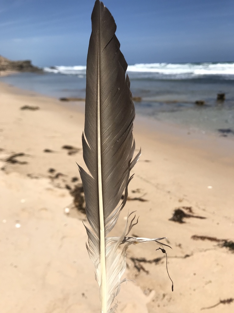Australasian Gannet from Sorrento Ocean Beach, Sorrento, VIC, Australia ...