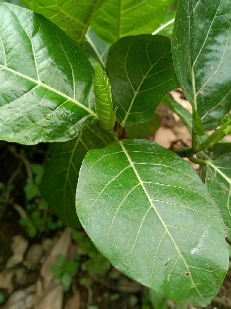 hauli tree in January 2021 by ryanmaulana · iNaturalist