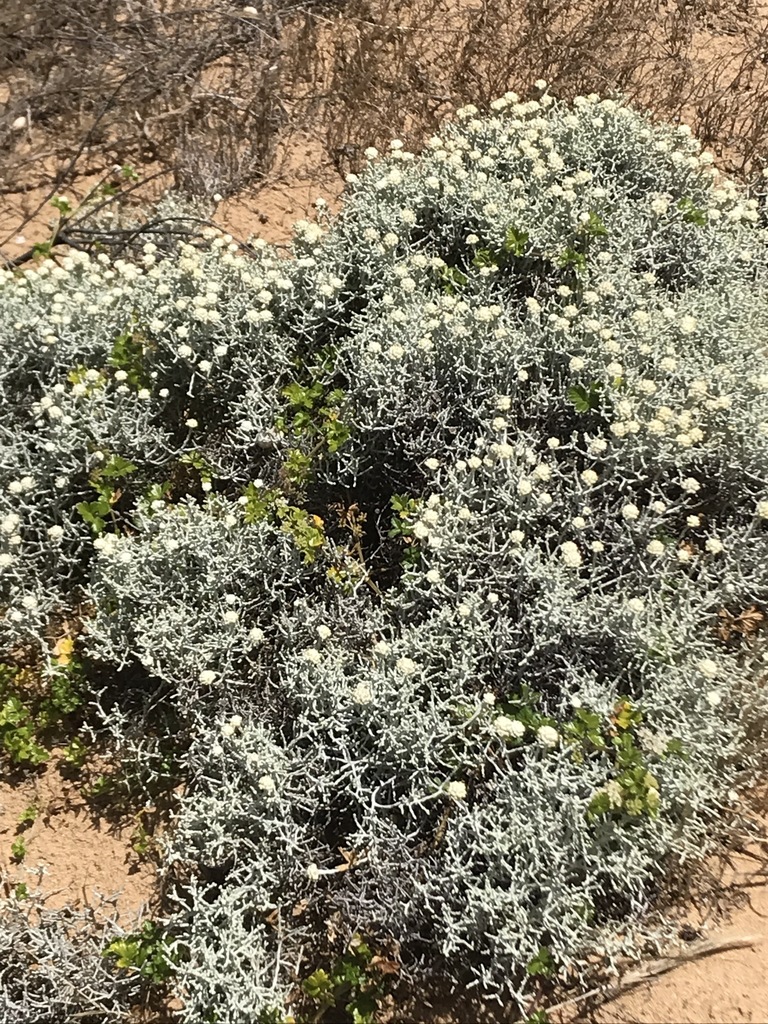 Cushion Bush from Sorrento Ocean Beach, Sorrento, VIC, Australia on ...