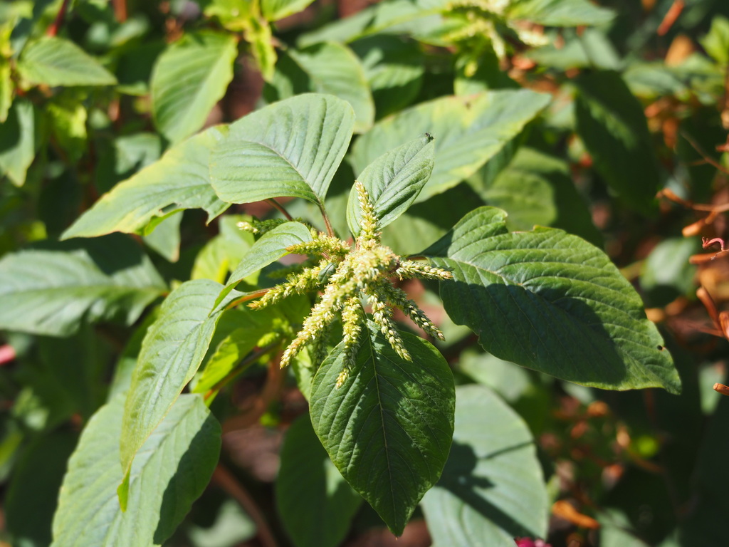 Amaranthus viridis (LIFE medCLIFFS) · iNaturalist