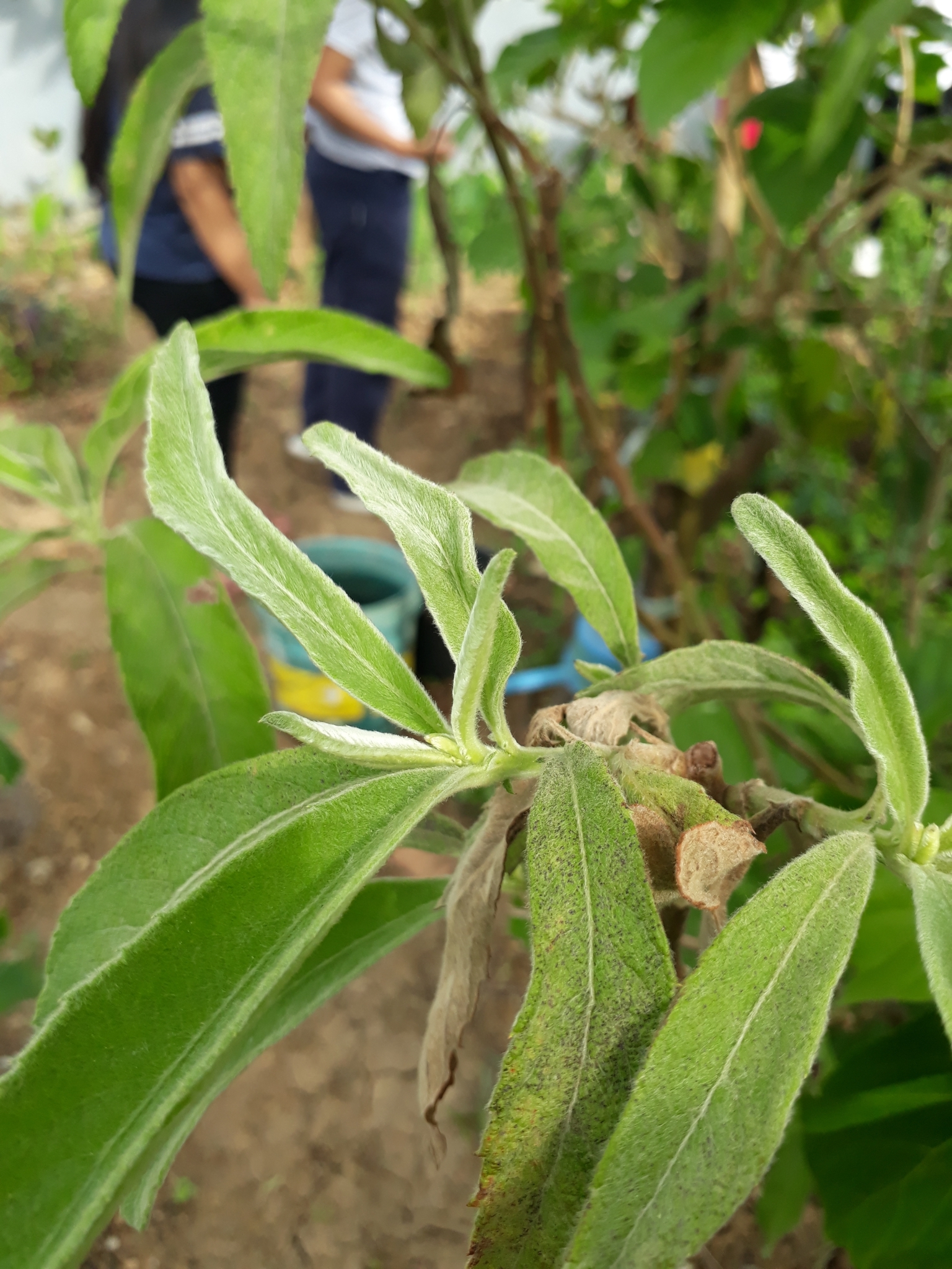 Blumea balsamifera (L.) DC.