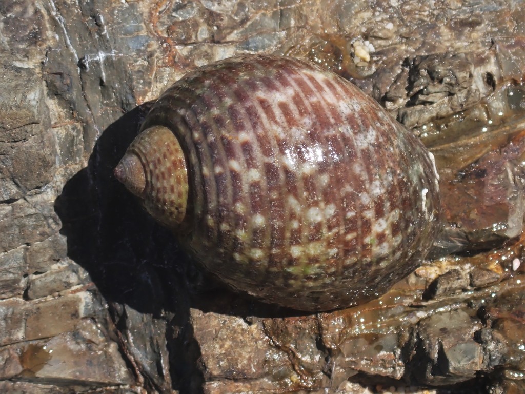 Partridge Tun Snail from Barcoongere NSW 2460, Australia on January 17 ...