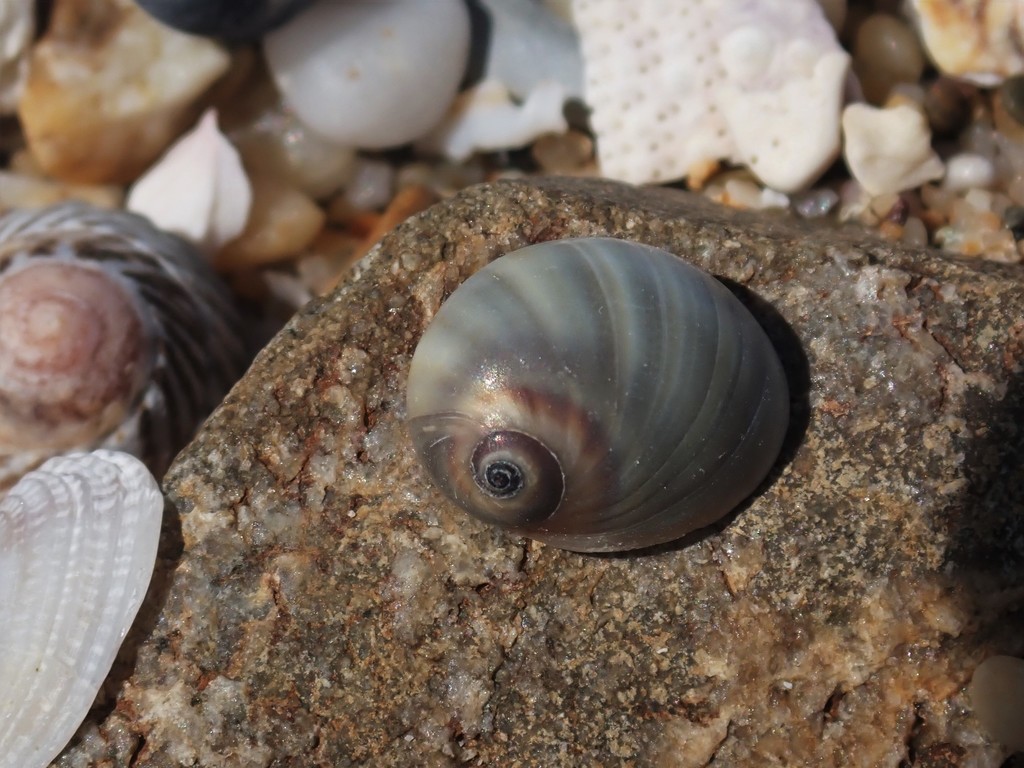 Conuber melastoma from Barcoongere NSW 2460, Australia on January 17 ...
