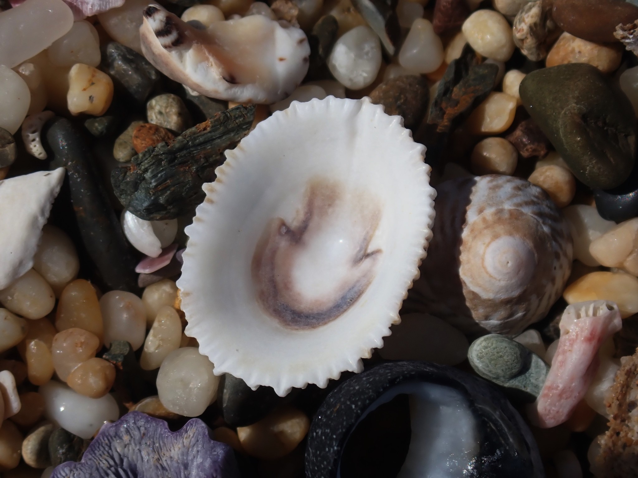 Cap-Shaped False Limpet (Montfortula rugosa) - Tomahawk, Tasmania