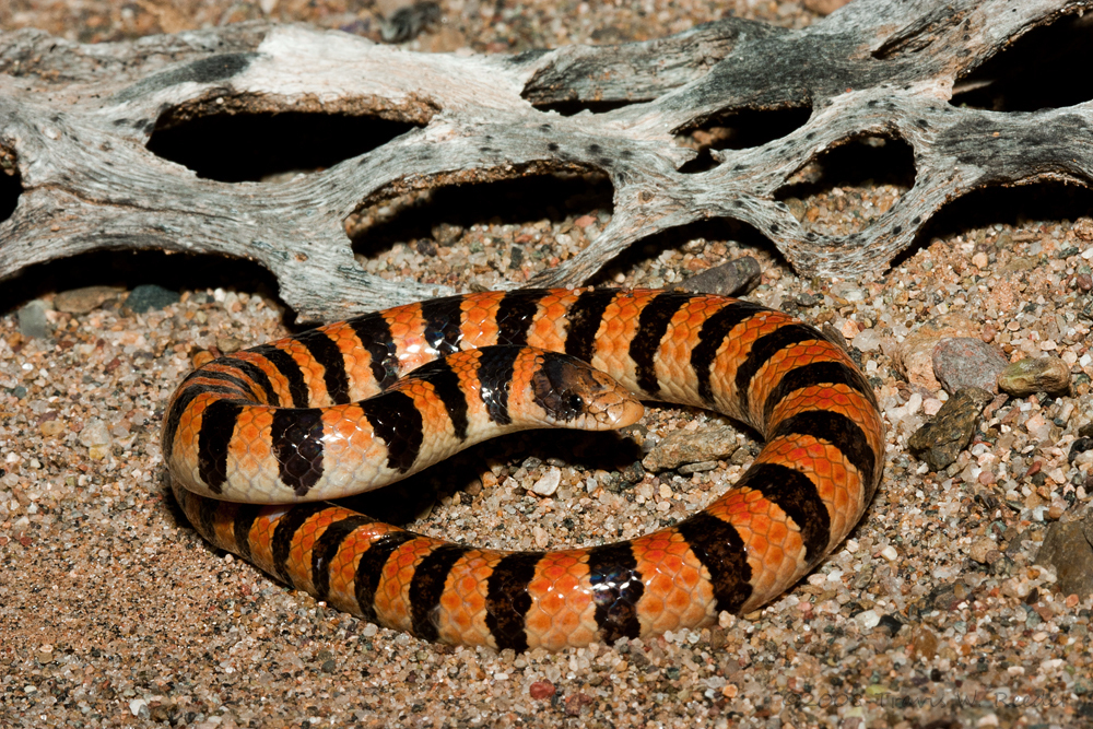 Banded Sand Snake from Baja California Sur, MX on April 05, 2008 by ...