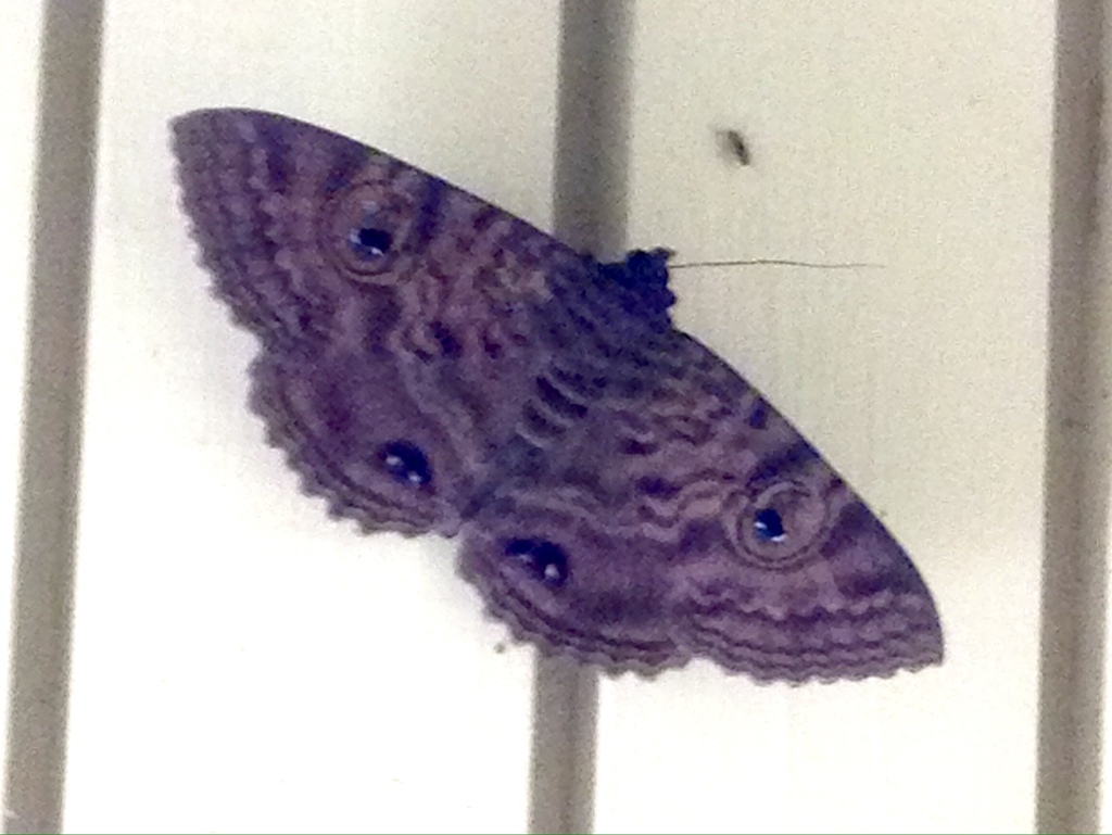 Granny's Cloak Moth from Tamar Street, Annerley, QLD, AU on January 17 ...