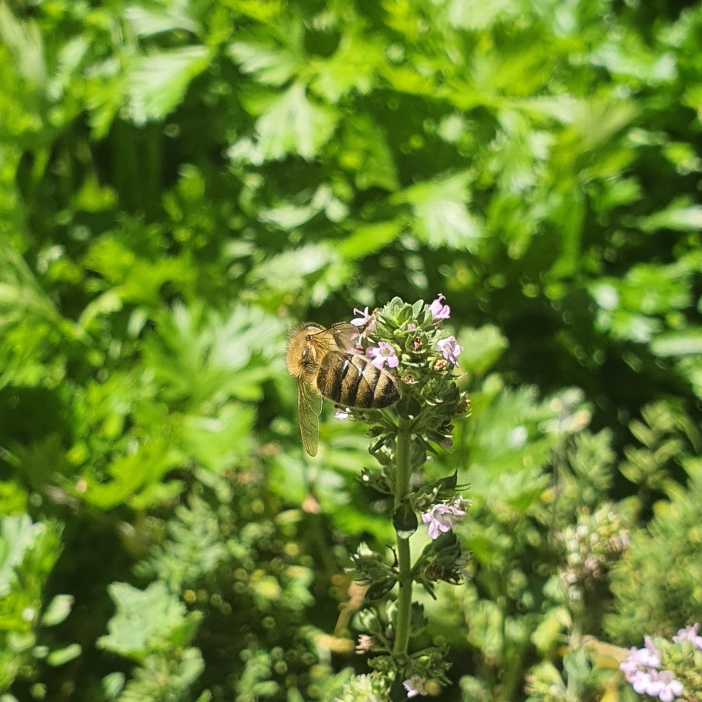Western Honey Bee from Waramanga ACT 2611, Australia on January 16 ...
