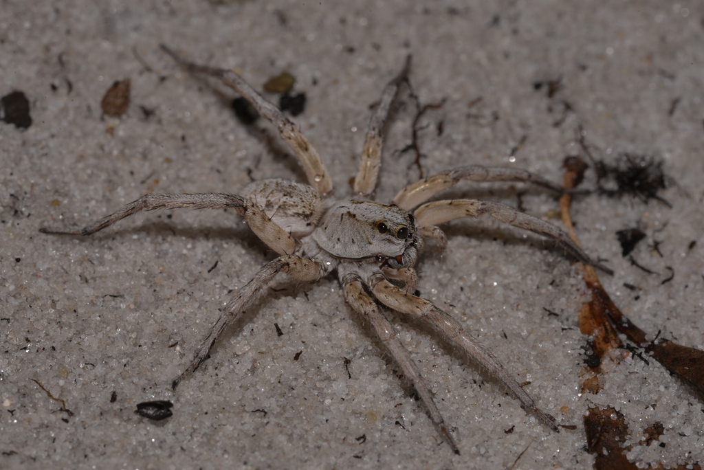 Wolf Spiders from Round Mountain NSW 2484, Australia on January 13 ...