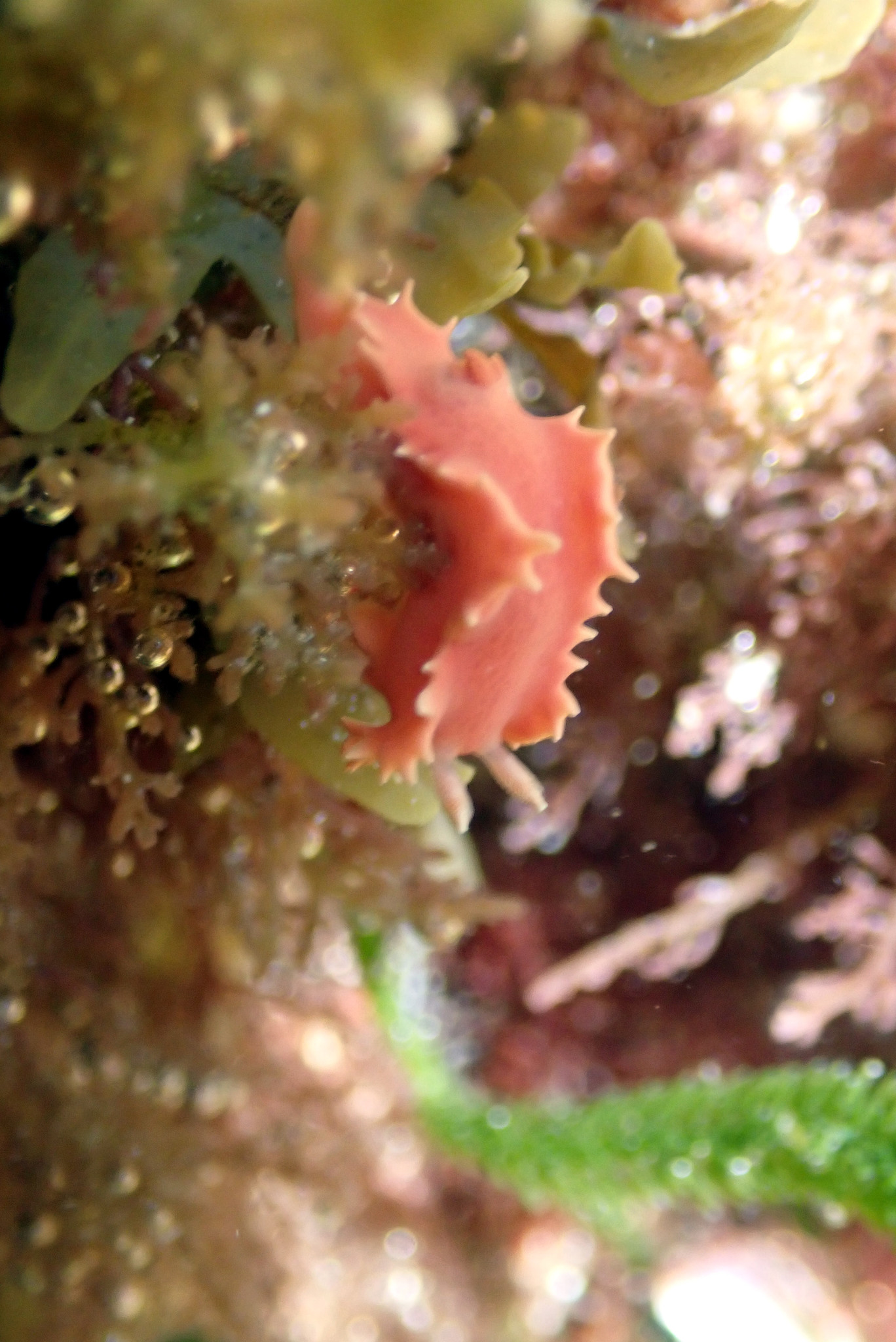 Verconia verconis (Basedow & Hedley, 1905)