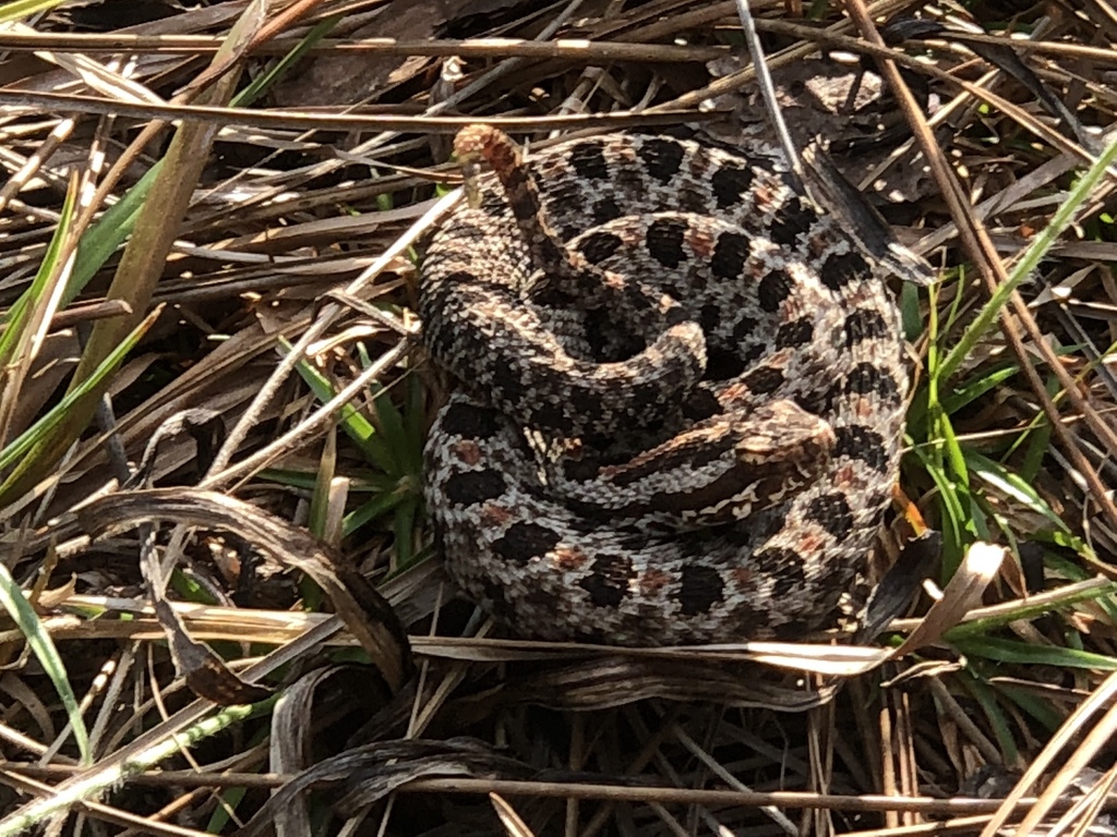 Dusky Pygmy Rattlesnake from Eastpoint, FL, US on March 26, 2019 at 06: ...