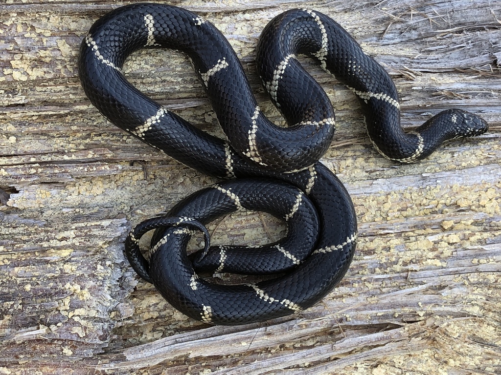 Eastern Kingsnake in March 2019 by bobzappalorti · iNaturalist