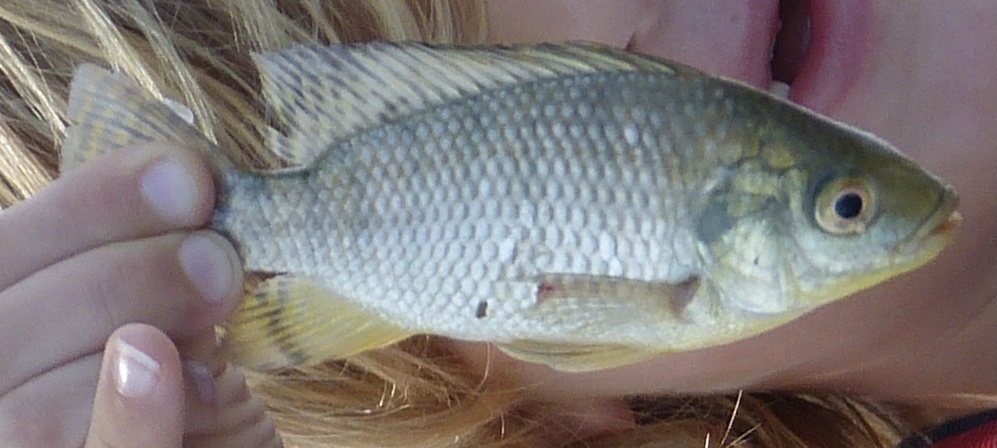Baringo Tilapia (Oreochromis niloticus baringoensis) - Marine Life ...