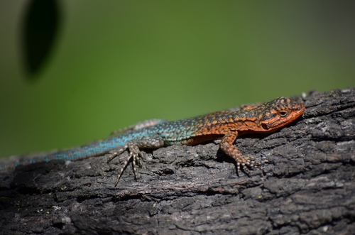 Blue-Green Smooth-throated Lizard (Liolaemus tenuis) - Snakes and Lizards