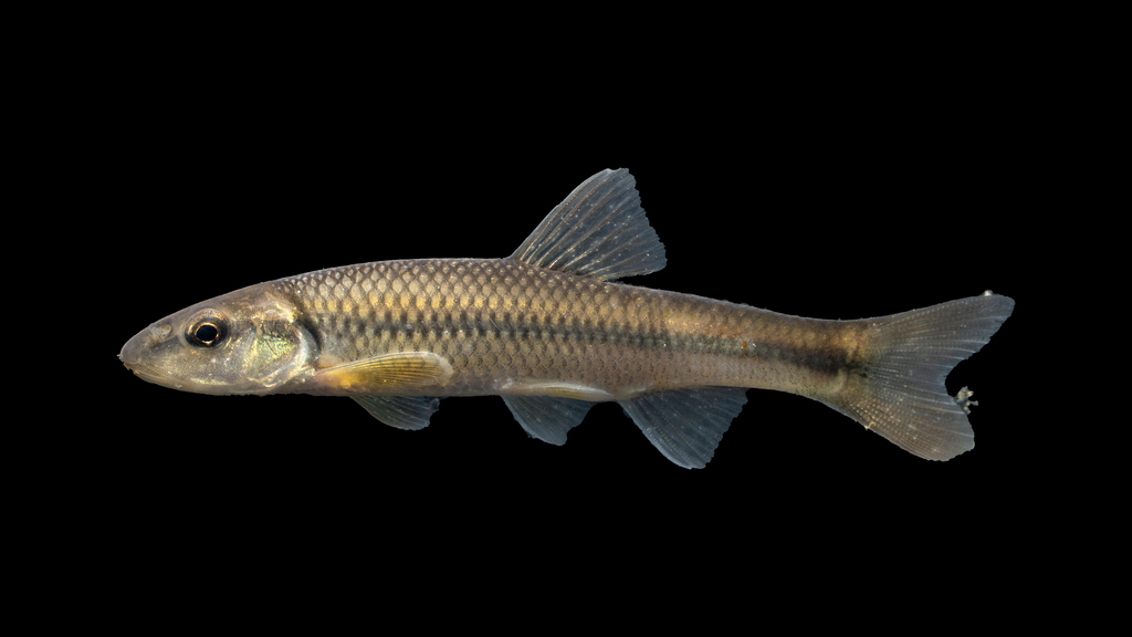 Hornyhead Chub (Fish of the great lakes watershed) · iNaturalist