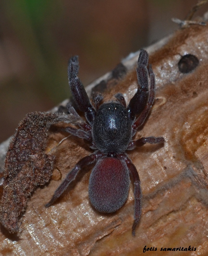 Common Palp-footed Spider from Κρήτη, Ελλάδα on November 23, 2016 at 04 ...