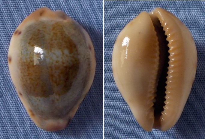 yellow-toothed cowrie from Mooloolaba, QLD, Australia on February 24 ...