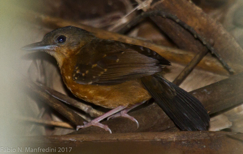 Rufous-faced Antbird (Myrmelastes rufifacies) · iNaturalist