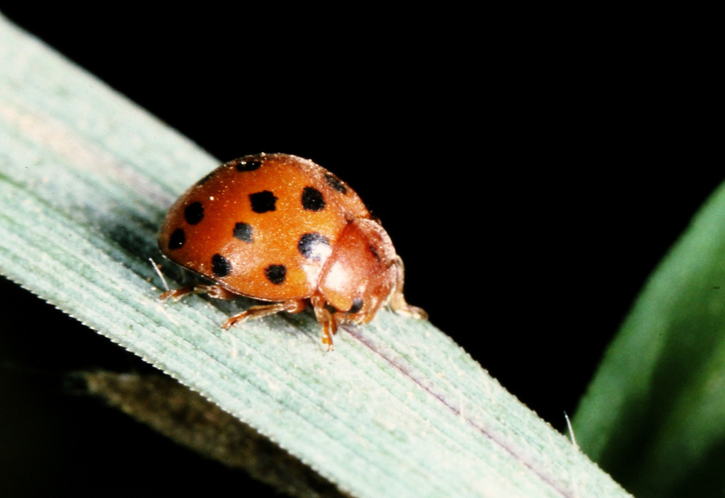 24-spot Ladybird from 34190 Brissac, France on June 29, 1986 at 03:10 ...