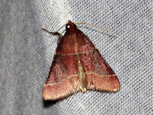 Zitha ignalis · iNaturalist Mexico