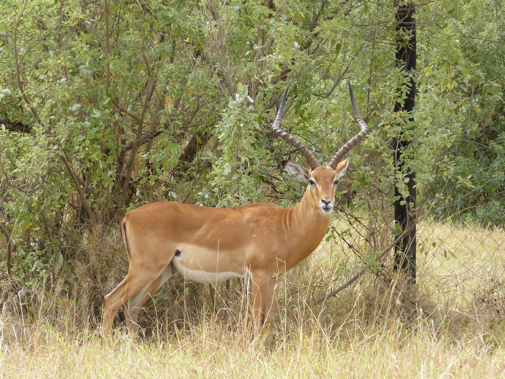 Common Impala (Aepyceros melampus melampus) - Know Your Mammals
