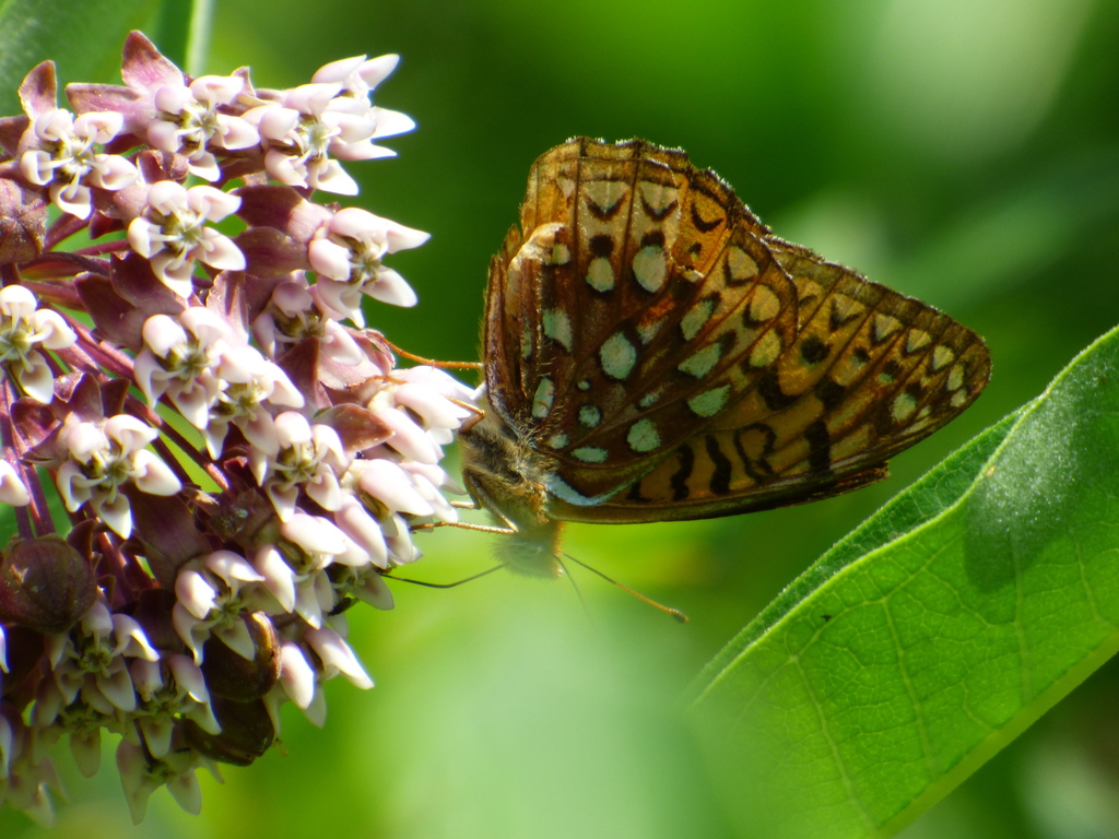 Aphrodite Fritillary from Wyoming County, PA, USA on July 25, 2020 at ...