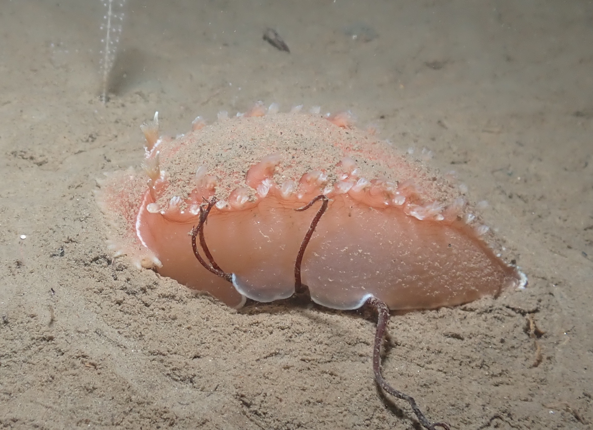 Tritonia exsulans Bergh, 1894