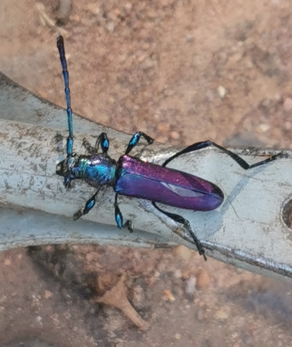 Hypocrites imperialis · iNaturalist