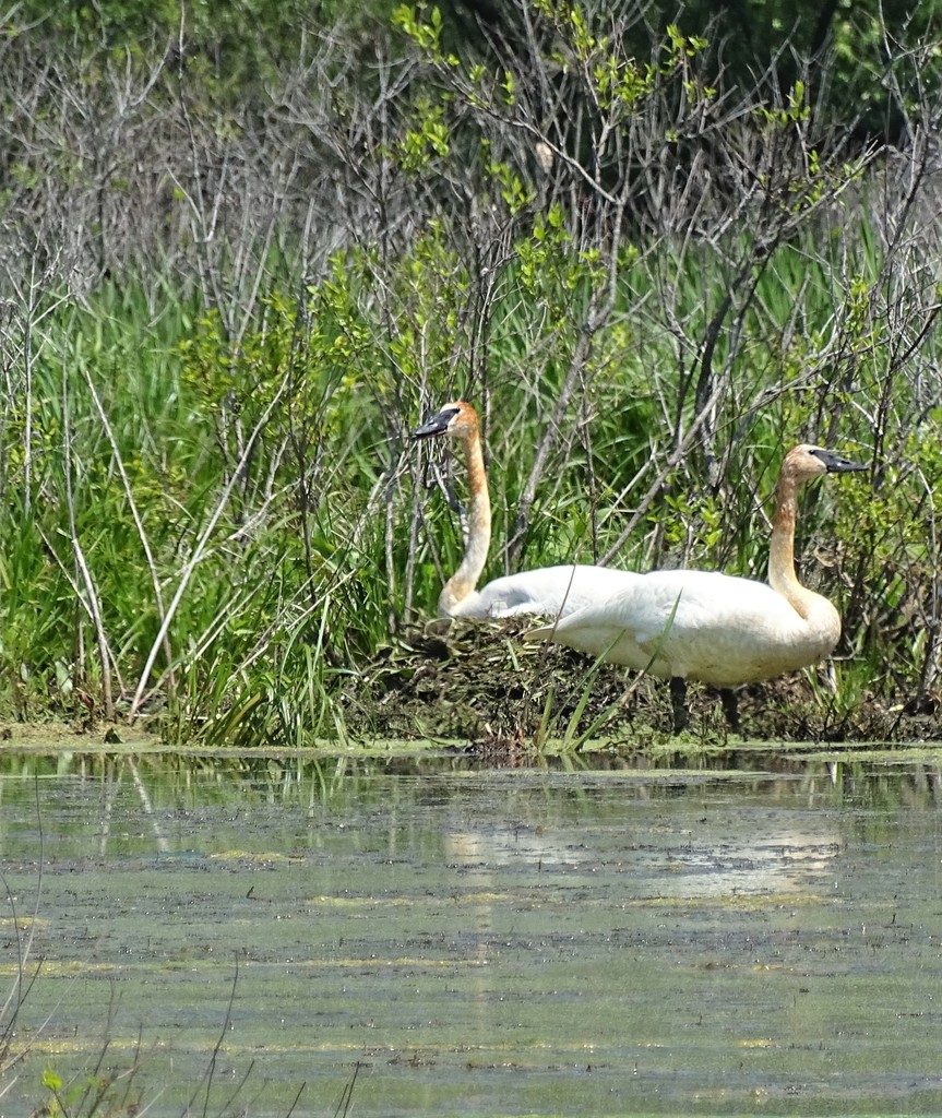 Trumpeter Swan from Killbuck Marsh Wildlife Area, Shreve, OH 44676, USA ...