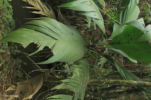 Subspecies Geonoma undata undata · iNaturalist