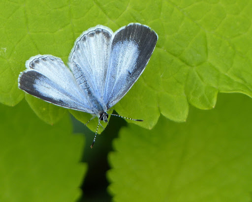 Spring Azure (Insects and Arachnids of Coronado National Memorial ...