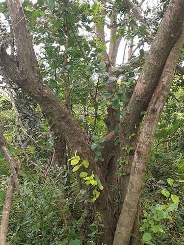 Colubrina retusa · iNaturalist