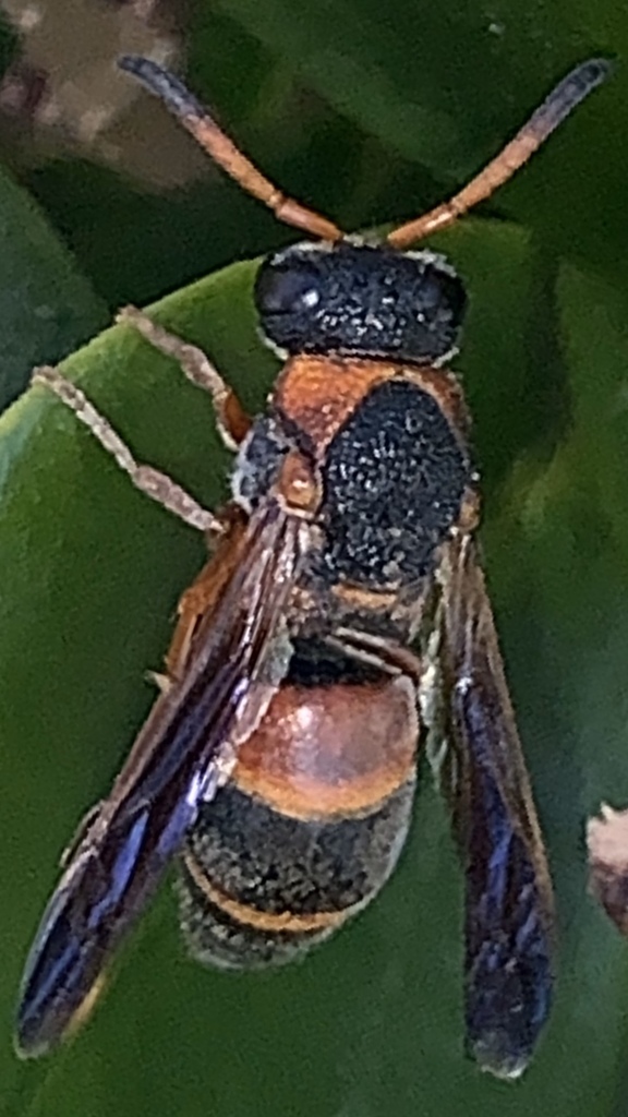 Red-marked Pachodynerus Wasp from 303 pecan dr, brazoria on January 17 ...