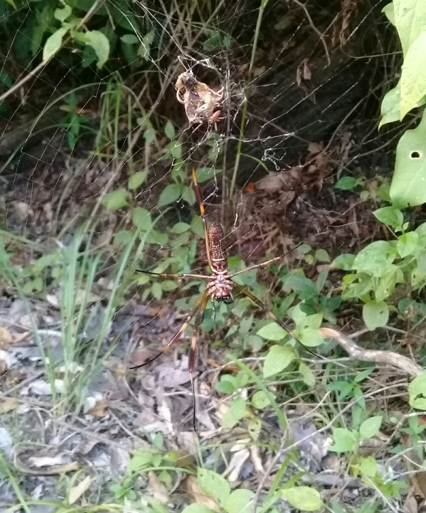 Golden Silk Spider from Diego Martin Regional Corporation, Trinidad and ...
