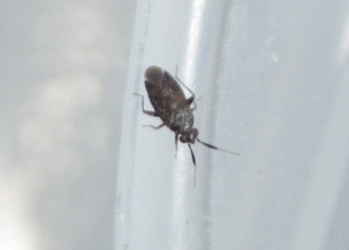 Atractotomus parvulus · iNaturalist