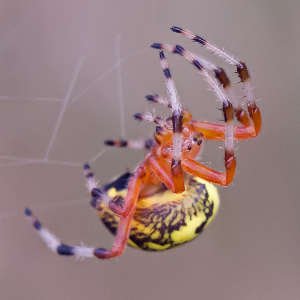 Araneus sp. (Spiders of Montserrat) · iNaturalist