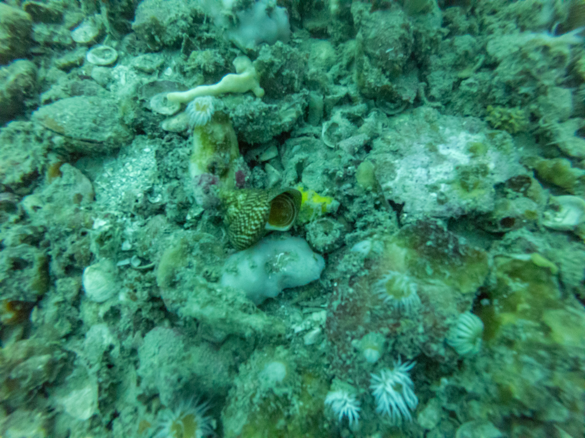 Maurea tigris (Gmelin, 1791)