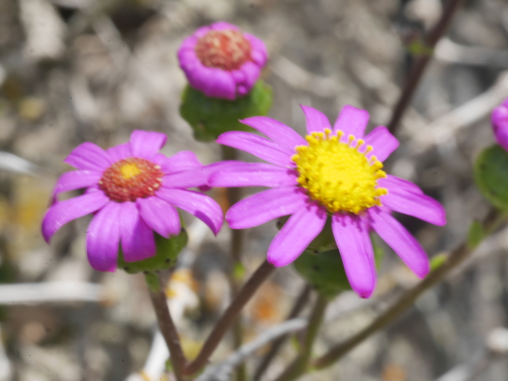 Red-purple Ragwort from Wainuiomata Coast 5373, New Zealand on January ...