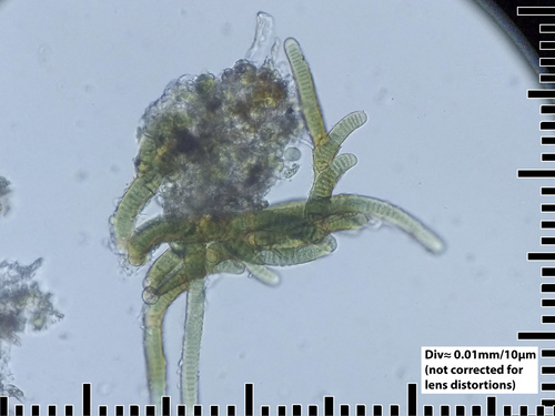 Family Tolypothrichaceae · iNaturalist