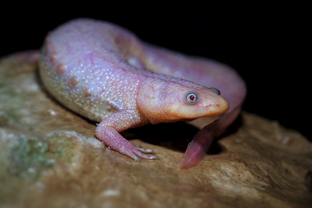 Iberian Ribbed Newt in January 2014 by davidsanchez99 · iNaturalist