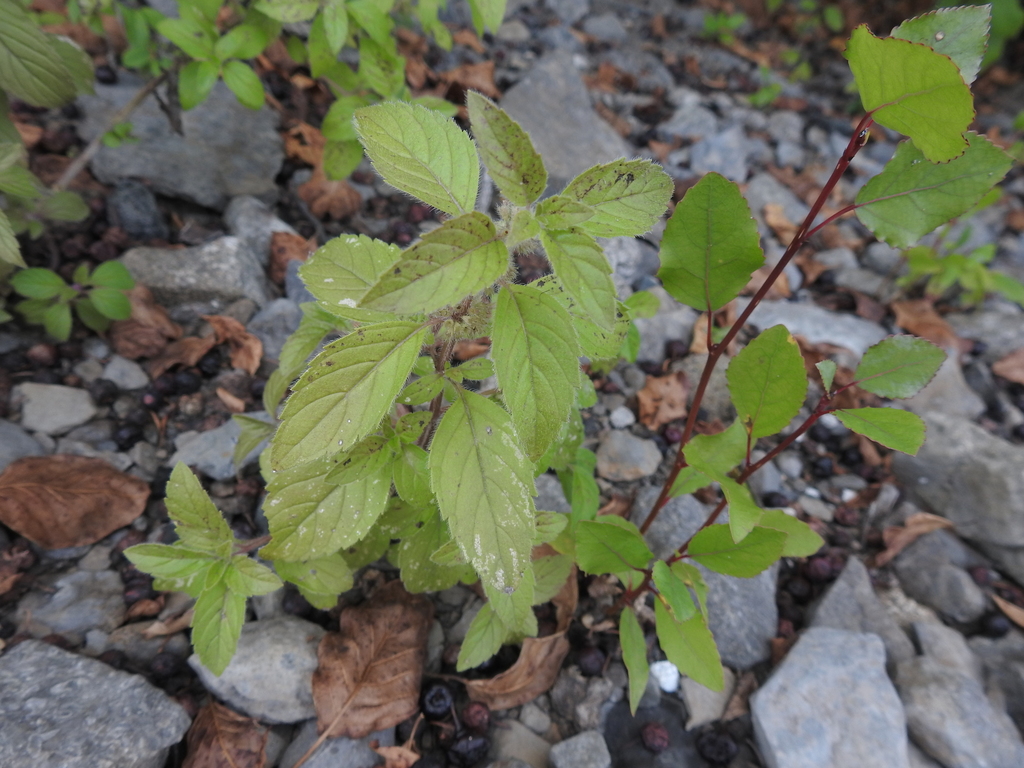 American cornmint from Ottawa, ON, Canada on October 05, 2017 at 05:37 ...
