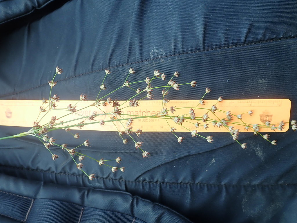 pointed rush from Multnomah County, OR, USA on August 24, 2019 at 10:33 ...