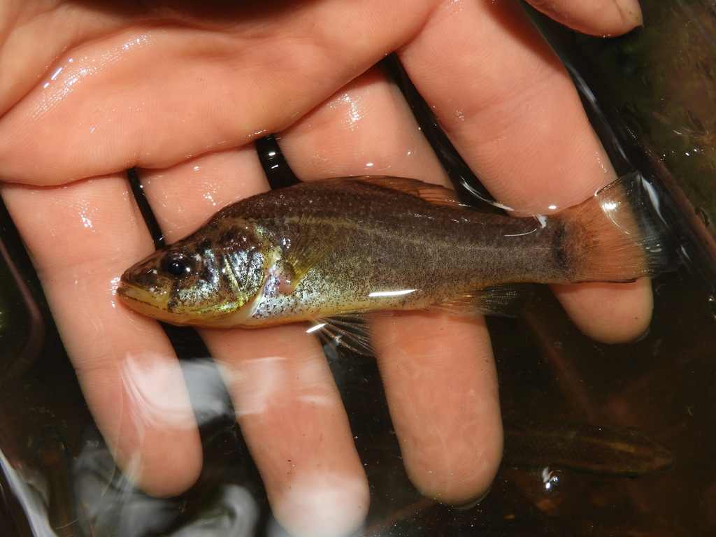 Pirate Perch from St Mary's County, MD, USA on August 01, 2020 at 01:53 ...