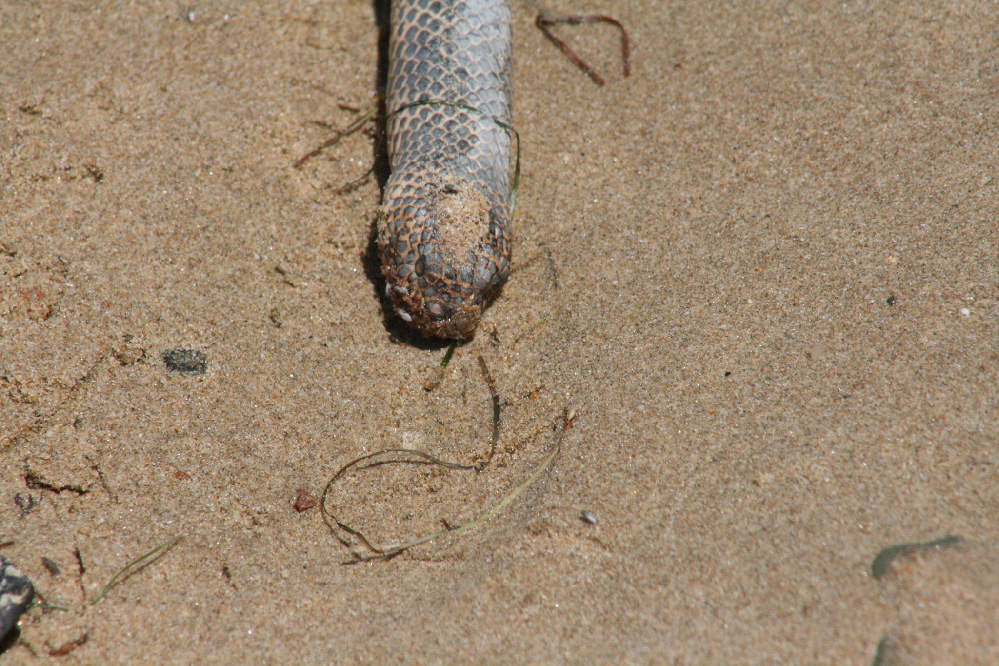 Aipysurus duboisii Bavay, 1869