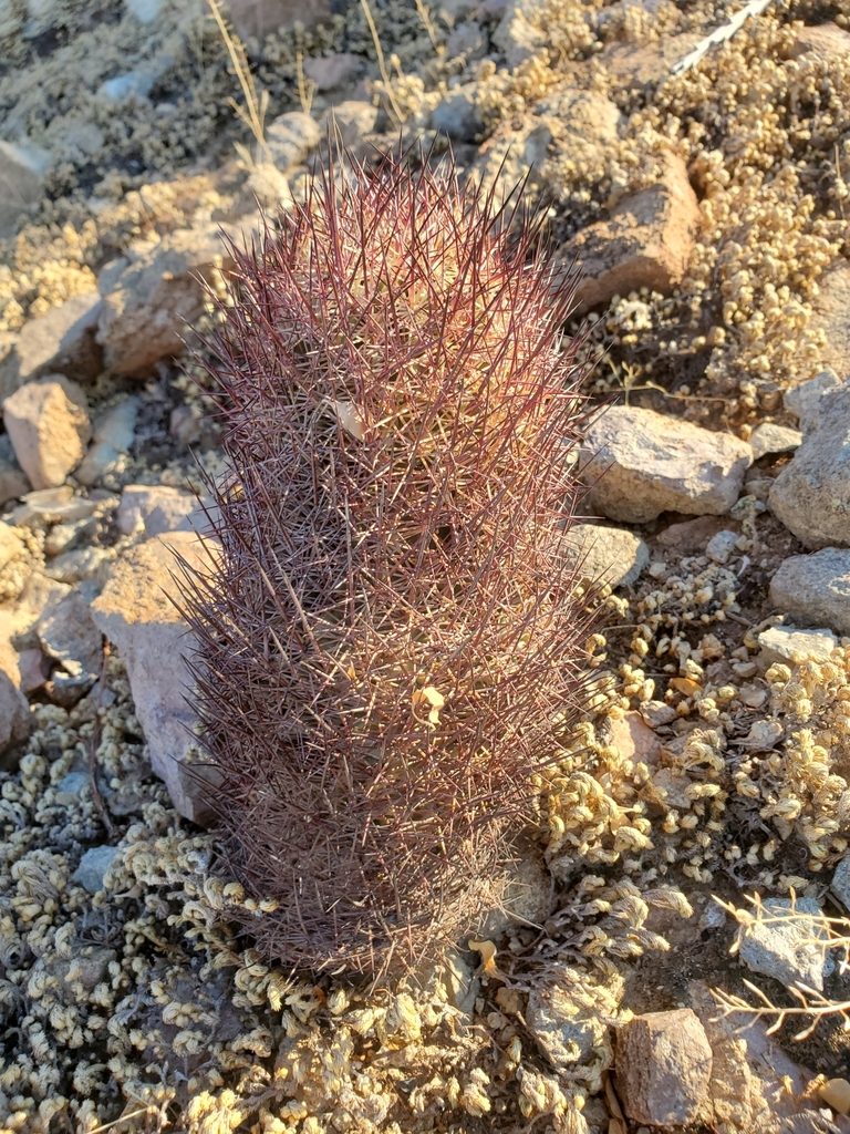 Acuña Cactus in December 2020 by Bob Miller · iNaturalist