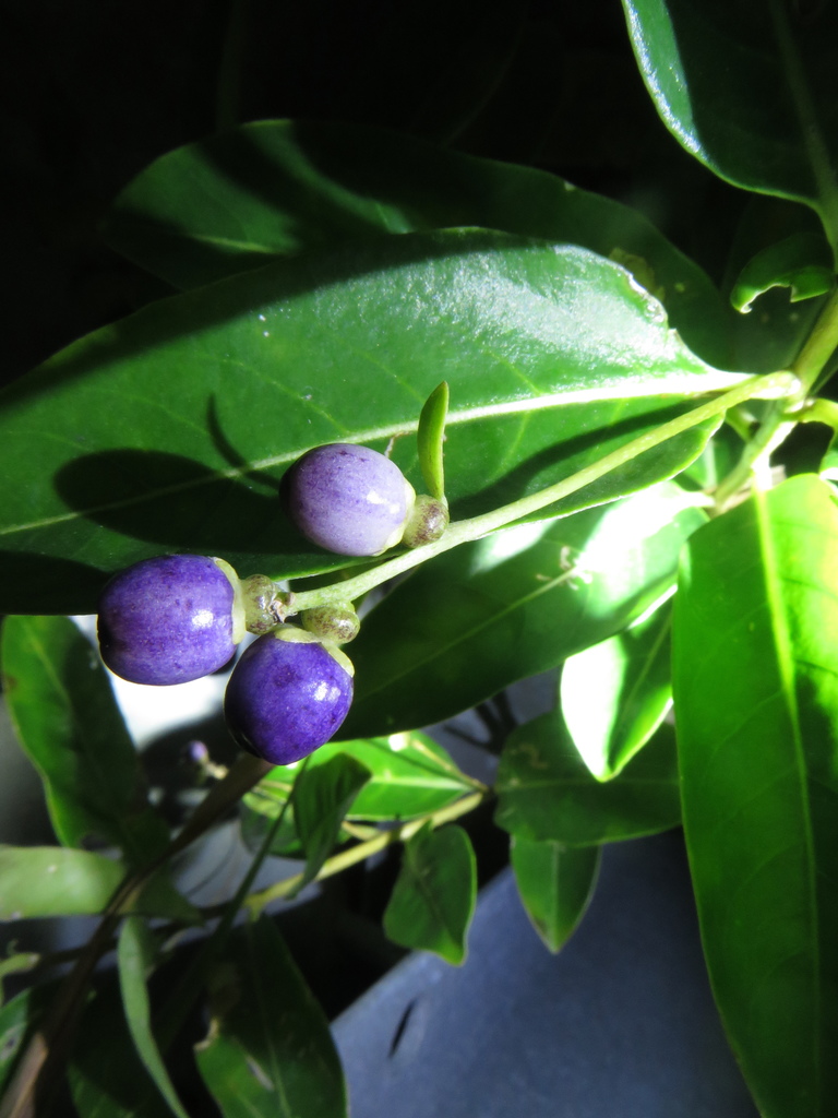 day jessamine (62-340 Facultative Species) · iNaturalist