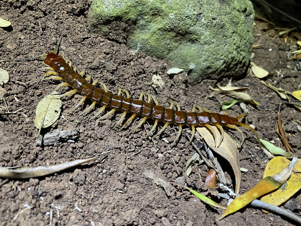 Phillip Island Centipede from Phillip Island walk, Norfolk Island, NF ...